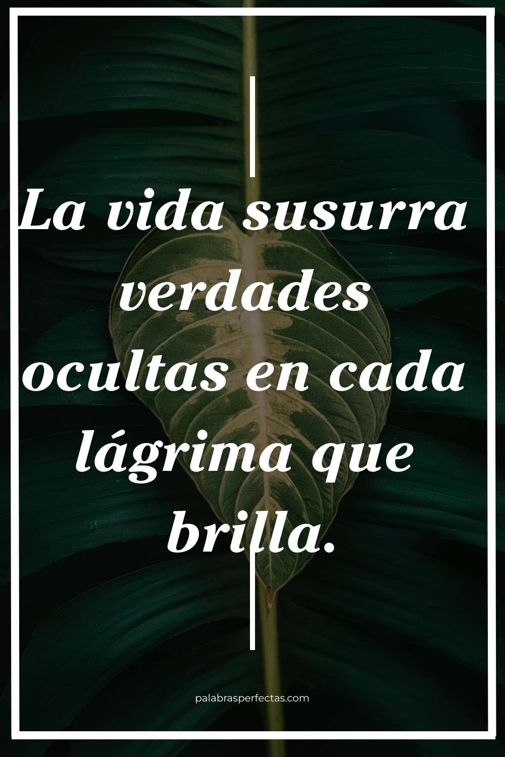 200+ Reflexiones de Vida Diaria Únicas: Mensajes Originales para ...
